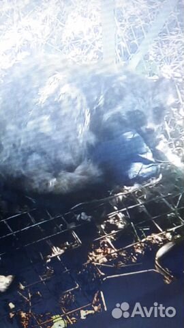 Енот с клеткой