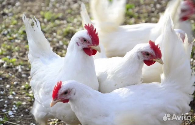 Куры несушки, мясо и яйцо перепелов