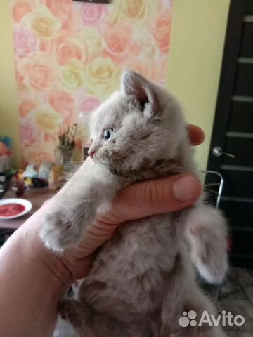 Котята шотланцы