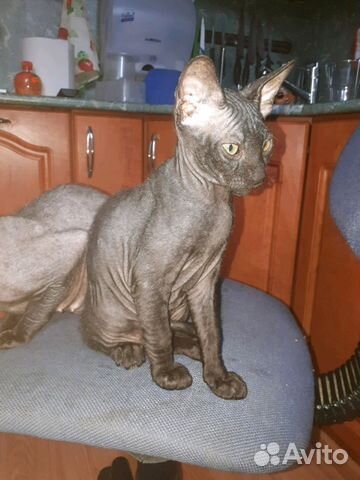 Донской сфинкс