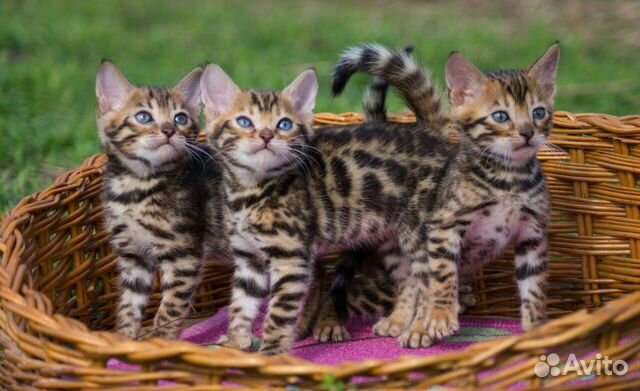 Ласковые бенгалы