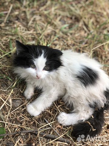 Котёнок, 2,5 месяца, оочень пушистый и милый