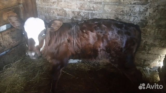 Тёлочки 3 шт