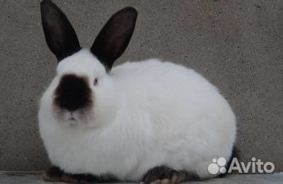 Продам Калифорнийских кроликов,покрытую самку