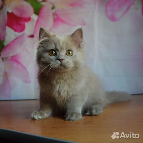 Очаровательный домовенок