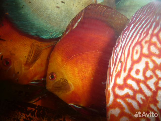 Дискусы и ножи