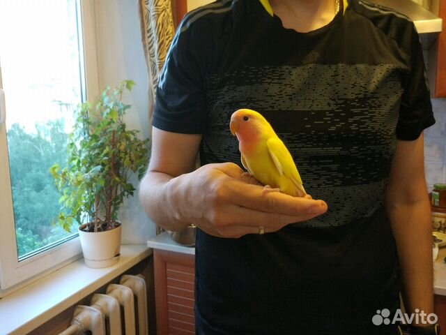 Птенец неразлучника
