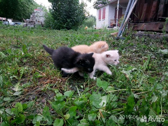 Котята девочки 2 месяца