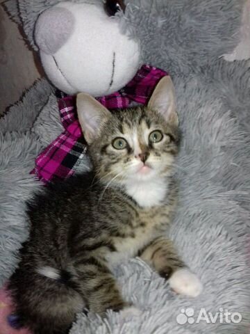 Котенок Коржик