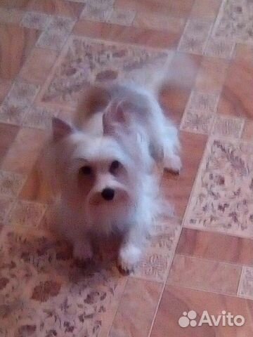 Голден йорк