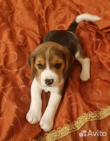 Щенок Бигль