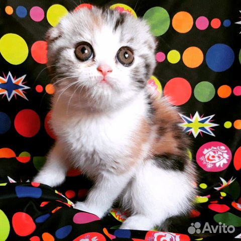 Лучшие девочки этого лета