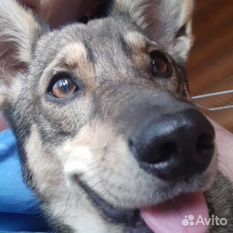 Надежный охранник и ласковый дру