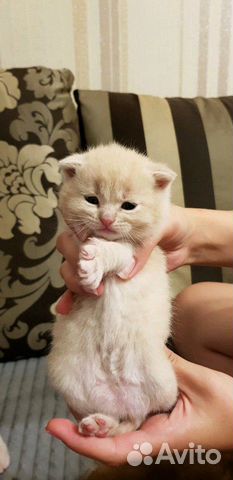 Шотландские котята