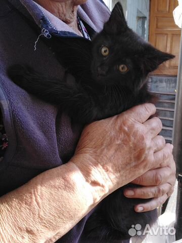 Кому черного котенка В добрые руки