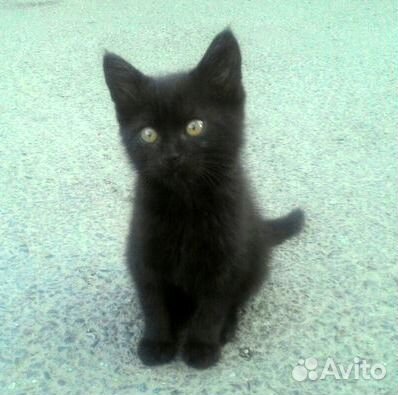 Малыши котята и мама Кошка в добрые ручки
