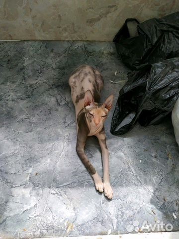 Пропала кошка