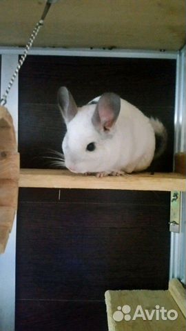 Шиншиллы мальчик и девочка