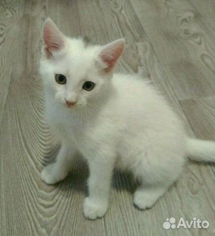 Беленький котенок