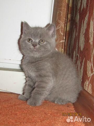 Классический котик голубого окраса