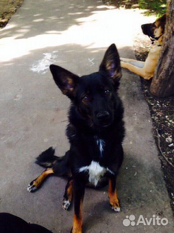 Бронь щеночков в дар