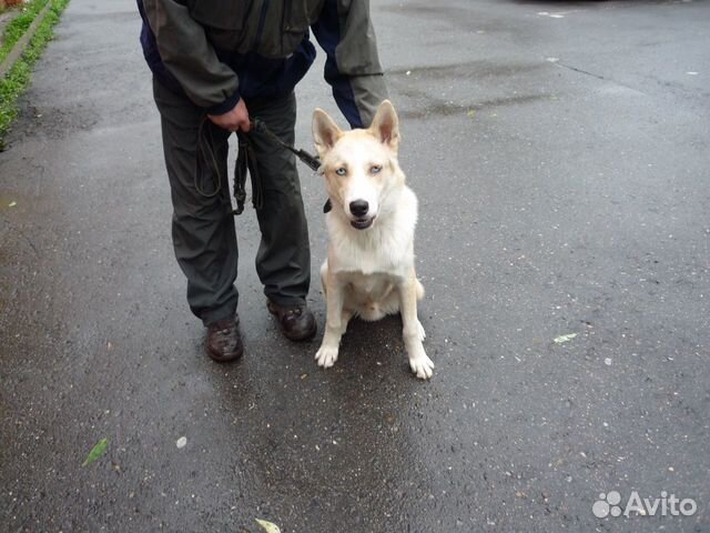 Отдаю в хорошие руки собаку Хаске 7 мес