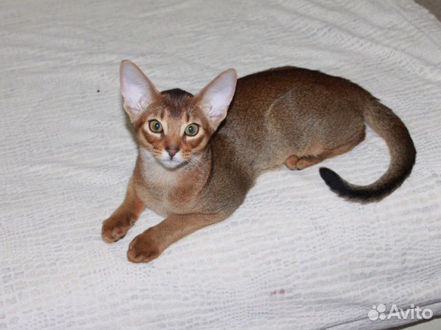 Абиссинские котята
