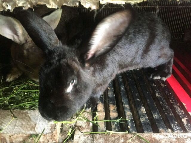 Племенные кролики