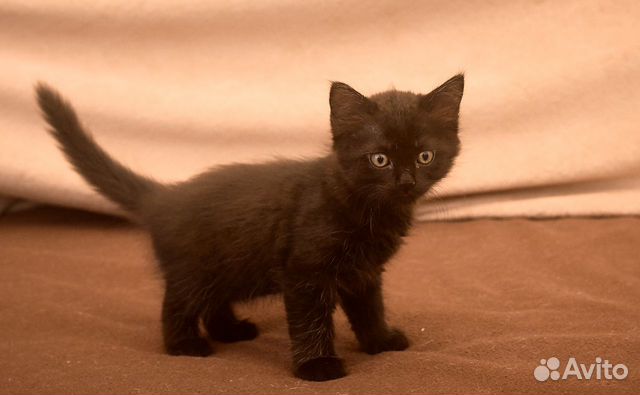 Милейшая кошечка ищет дом