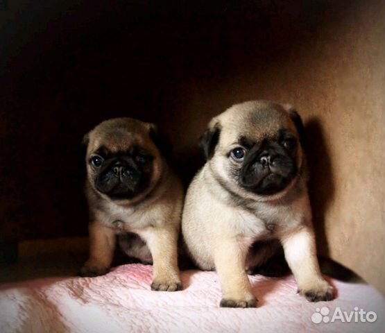 Готовятся к продаже мальчики - мопсики, 1 месяц. Р