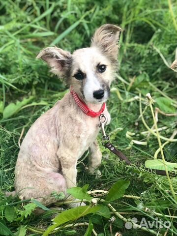 Малышка Гаечка, милый щенок, в добрые руки