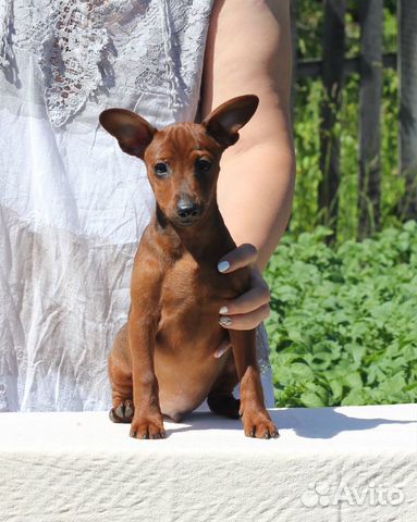 Рыжий парень