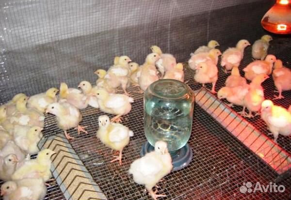 Подрощеный бройлер