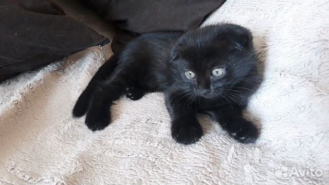 Отдам вислоухую кошечку в заботливые руки