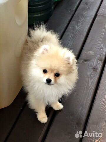 Померанский шпиц