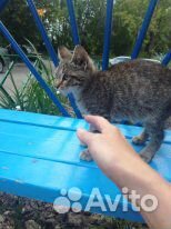 Бездомный котик ищет хозяина