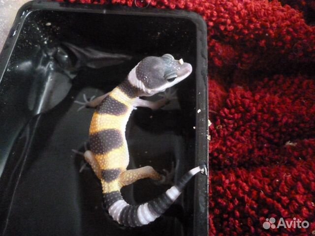 Эублефар нормал