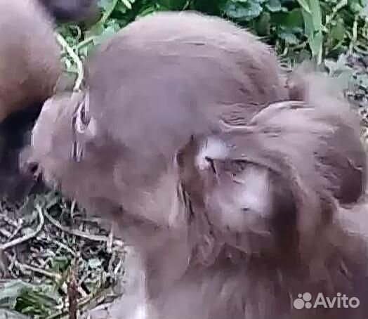 Мини мальчик шоколадка длинношерстный