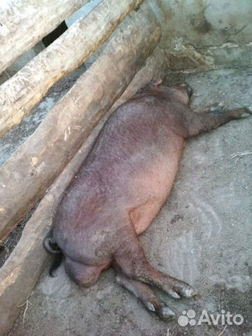 Хряк племянной