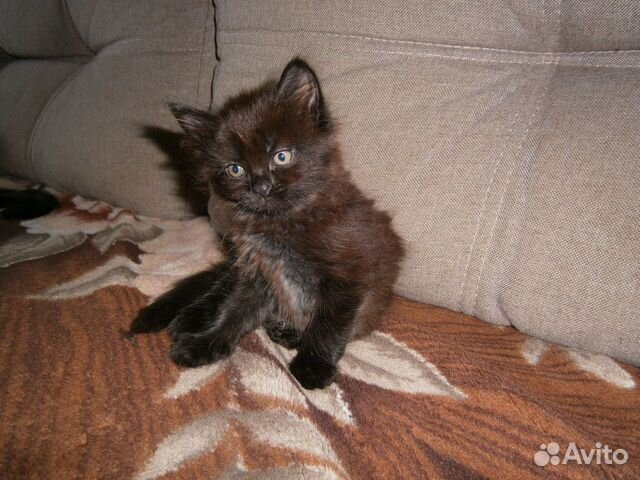 Сибирский котенок