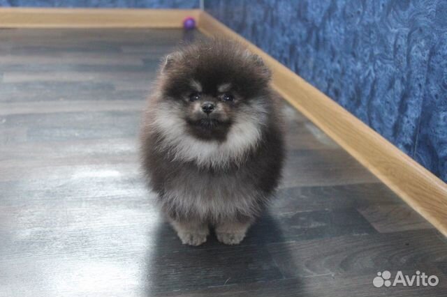 Любимые шпицики