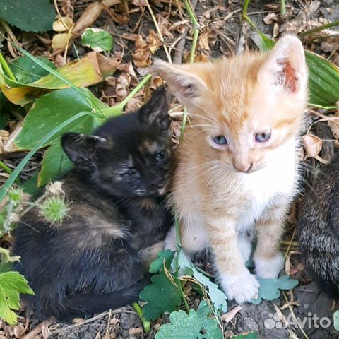Котята от родителей крысоловов