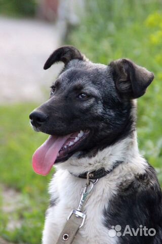 Джони ищет дом