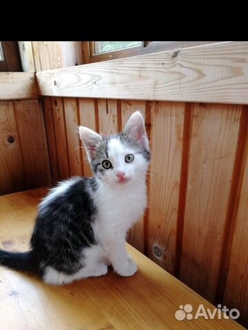 Котёнок Гарри в добрые руки