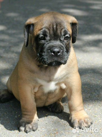 Ка де бо(алиментный щенок)