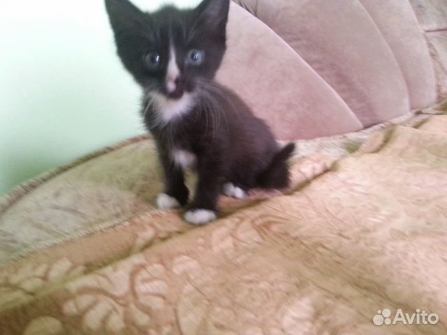 Отдам котятсрочно