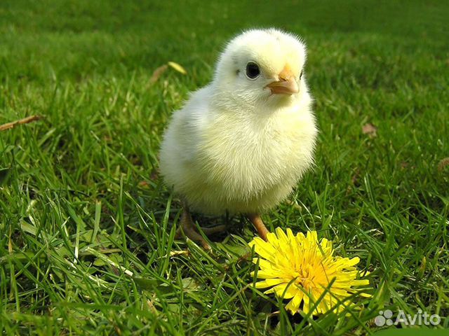 Бройлер подрощенный