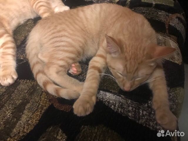 Шипучка ищет дом