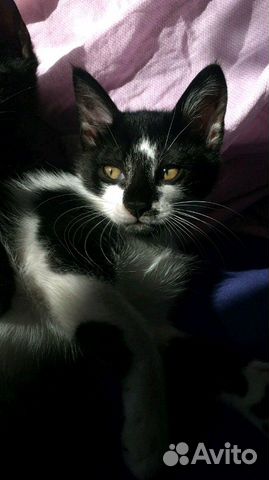 Котятки ищут дом