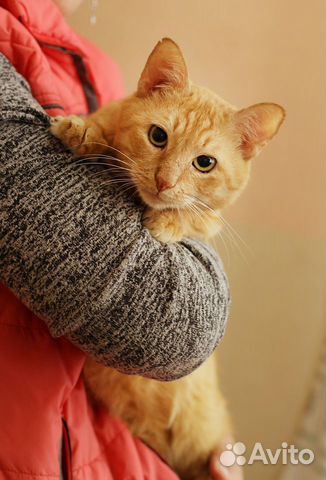 Лимончик суперласковый котик в дар